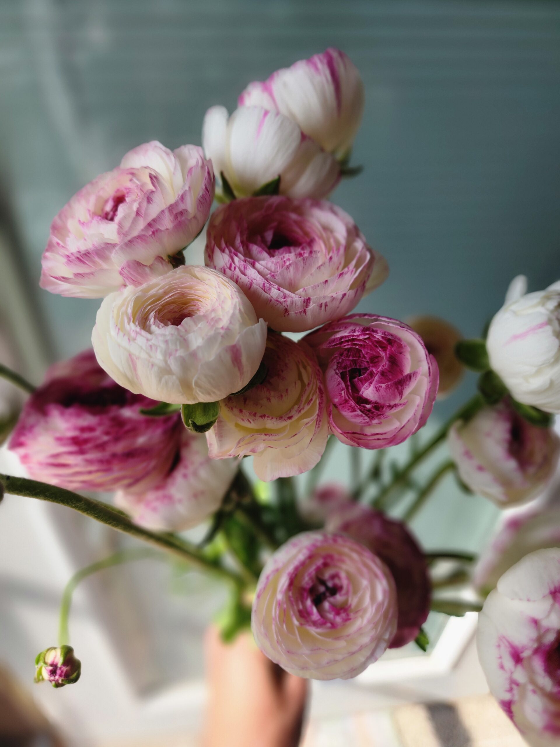 Ranunculus - Striato Bianco - Megan's Flower Garden