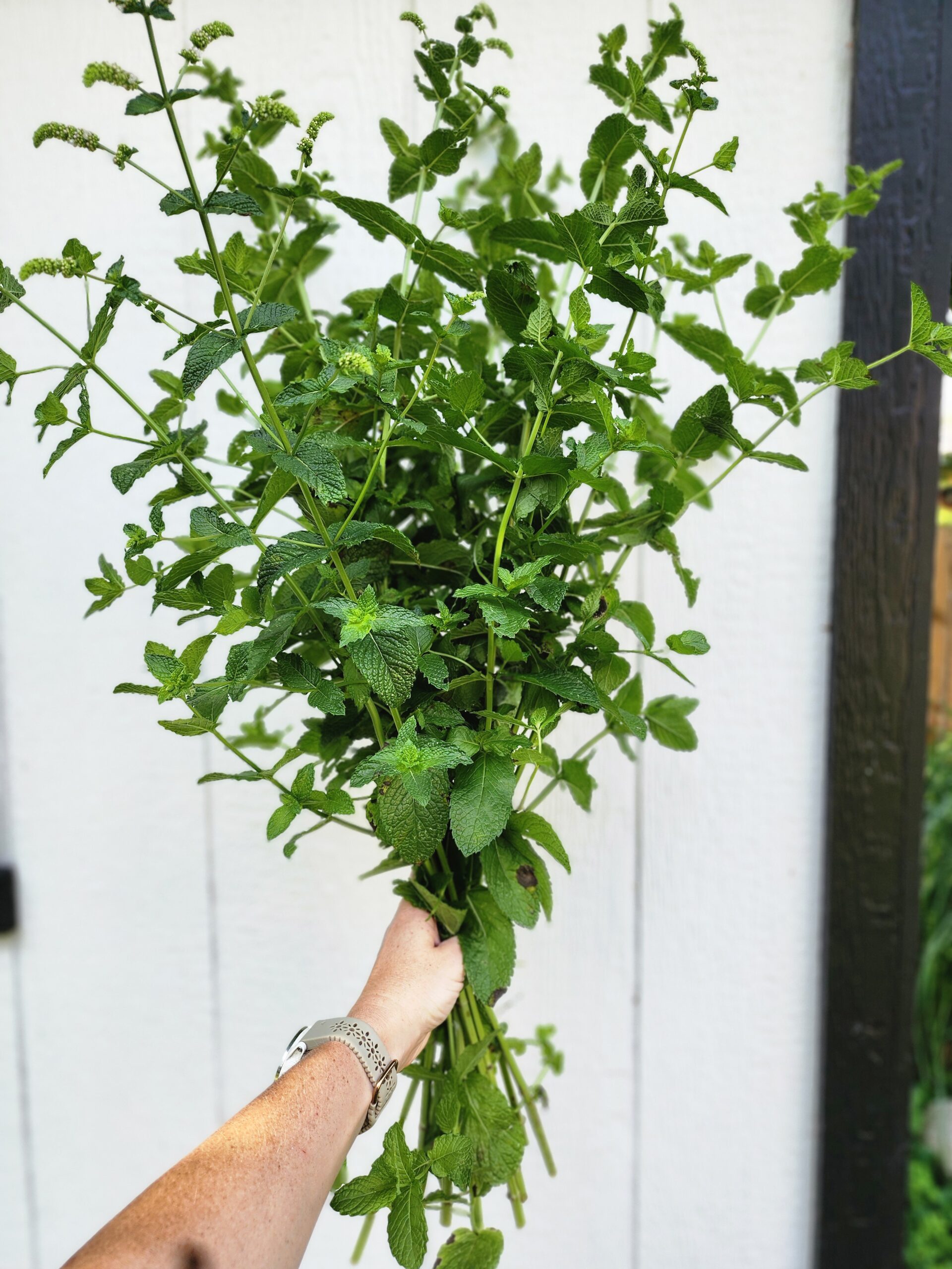 Mint - Megan's Flower Garden