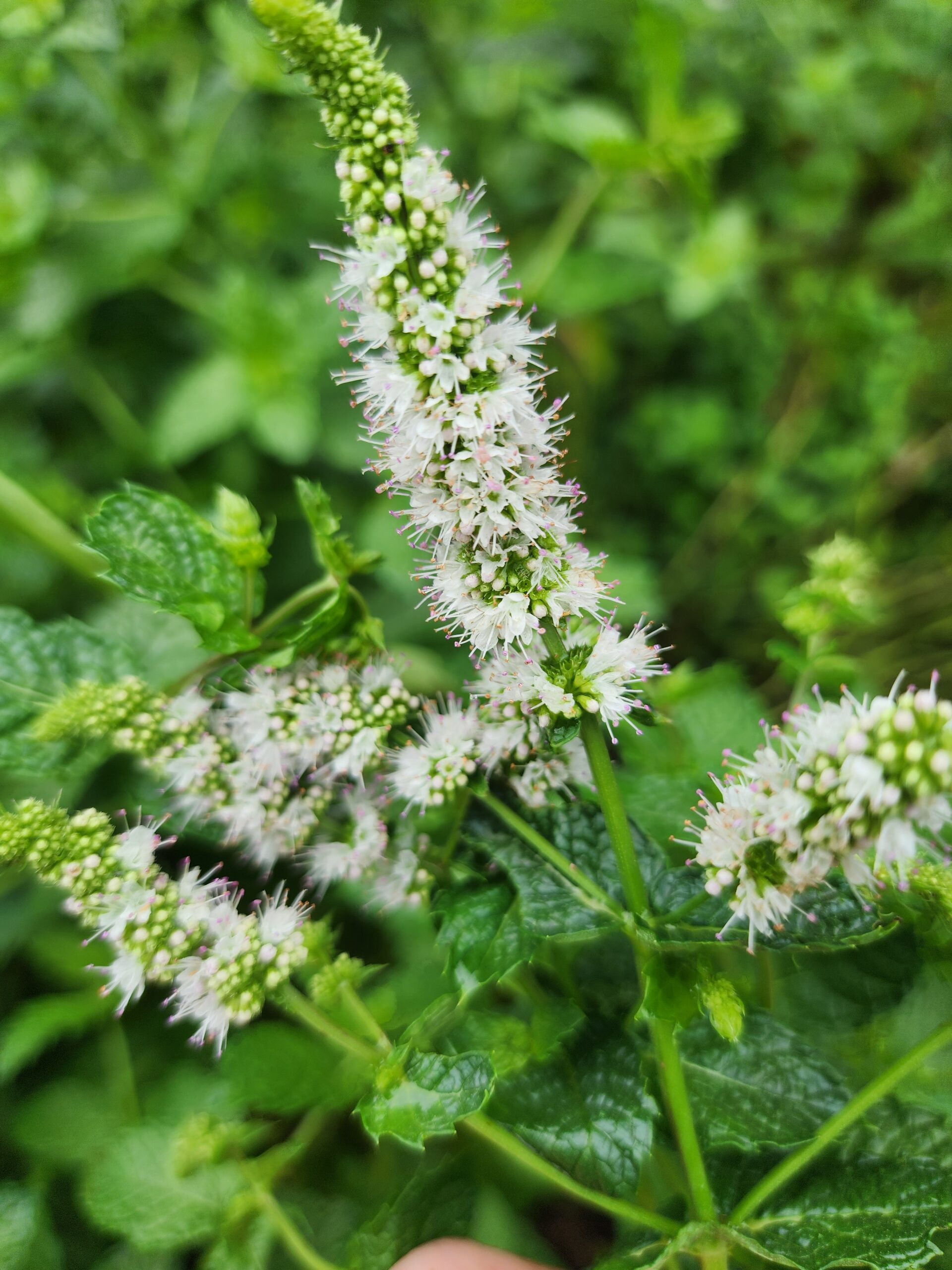 Mint - Megan's Flower Garden