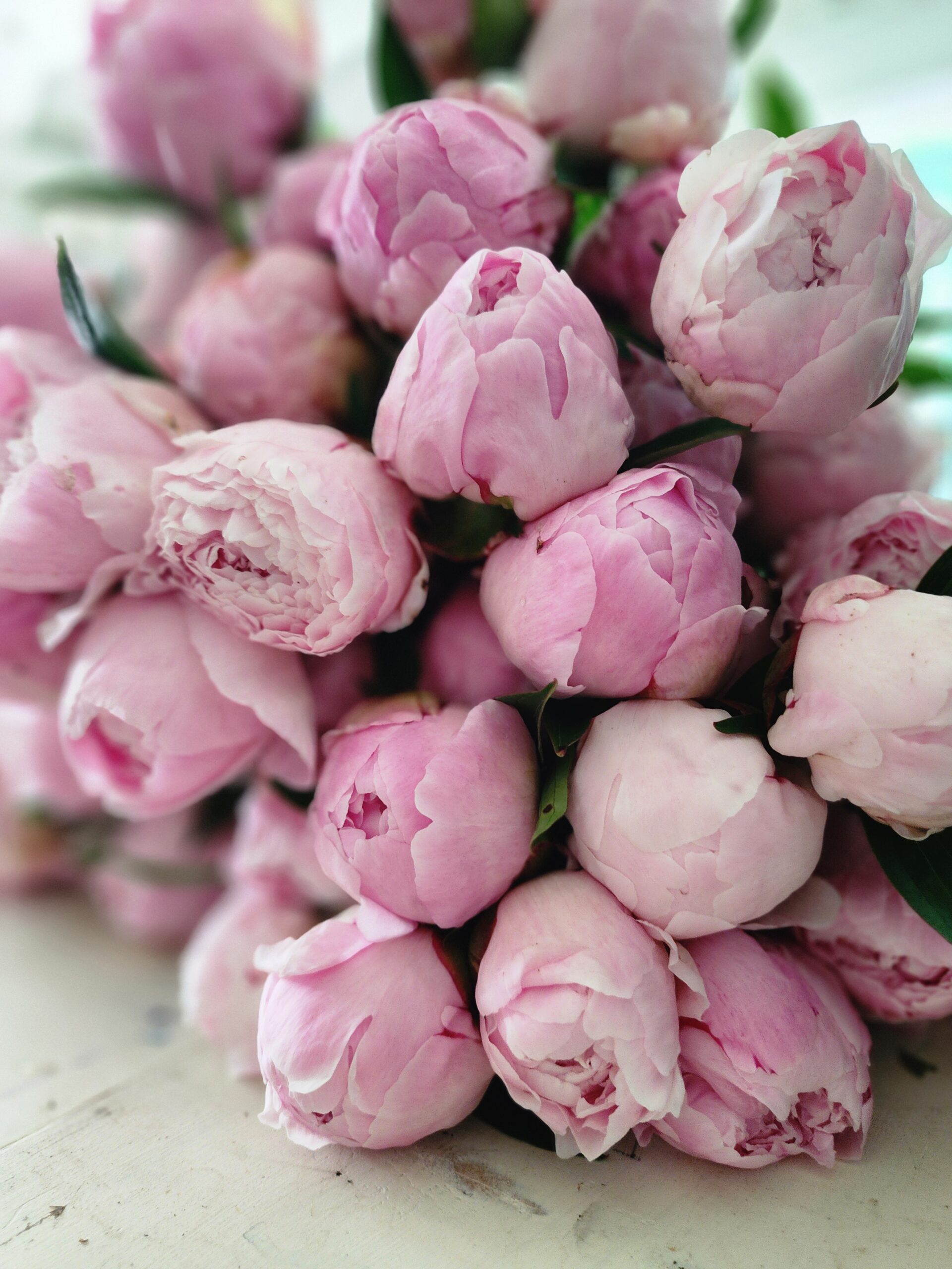 Sarah Bernhardt Peony - Megan's Flower Garden