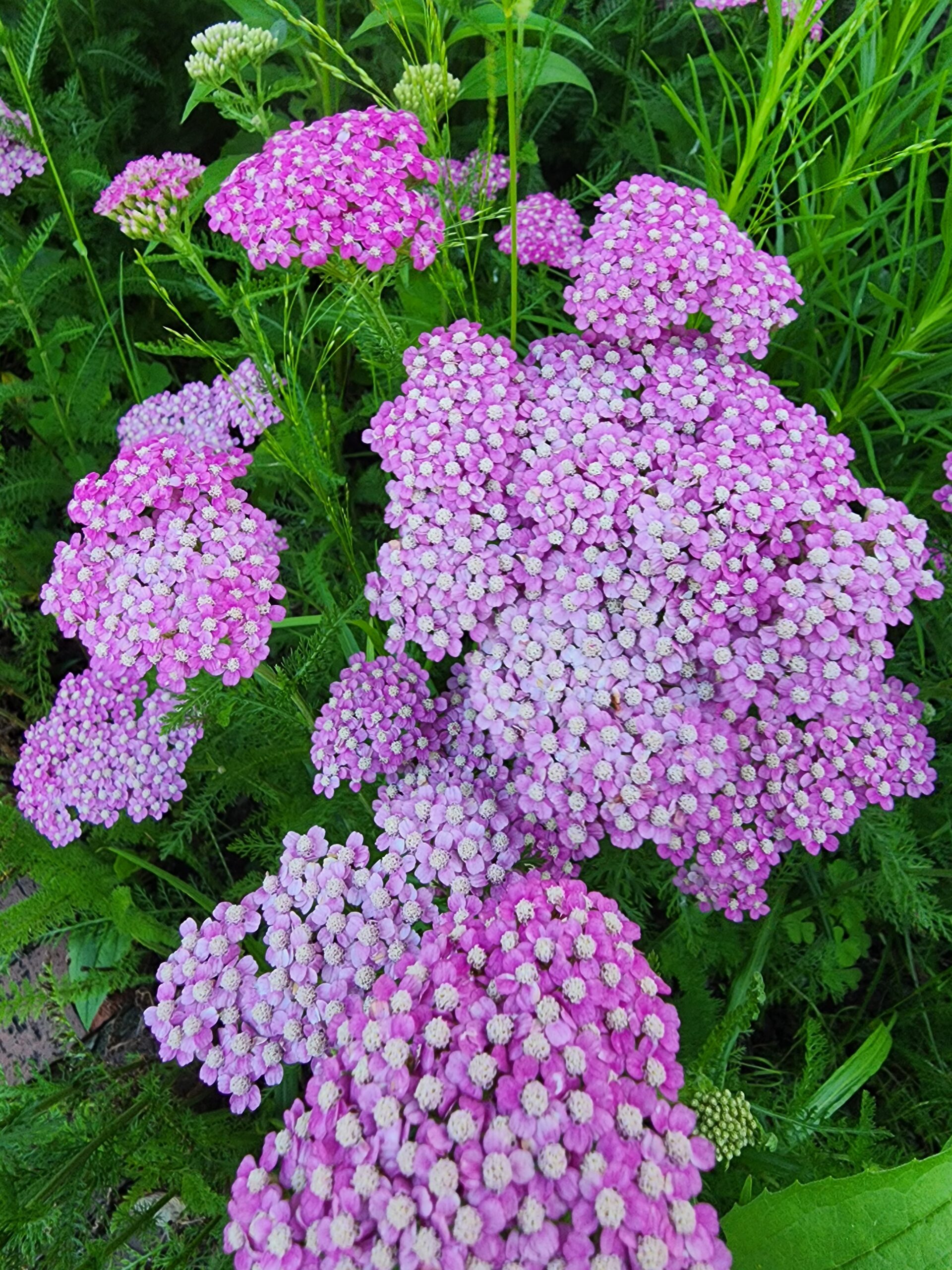 Yarrow - Pink - Megan's Flower Garden