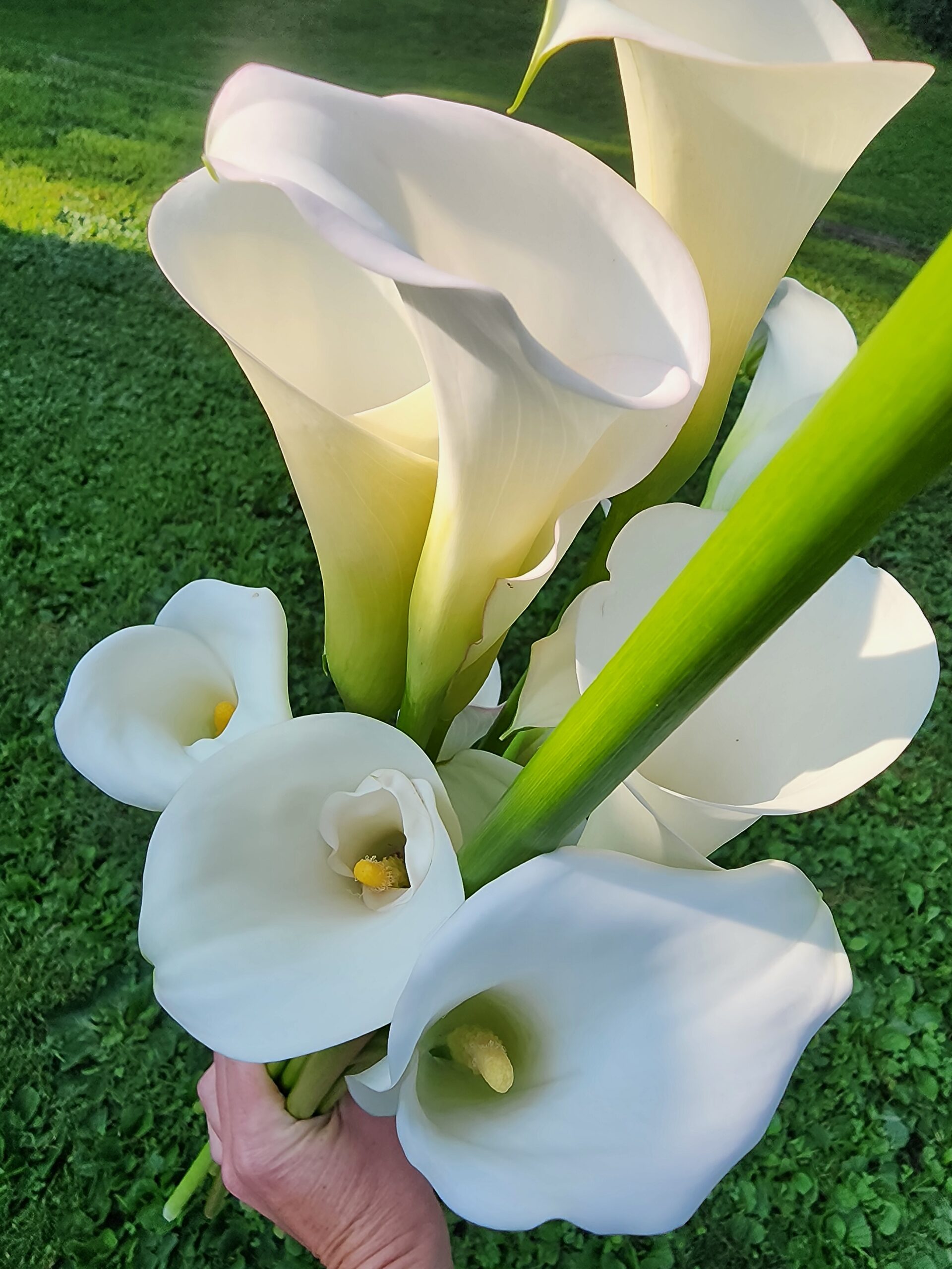 Calla Lilies - White - Megan's Flower Garden