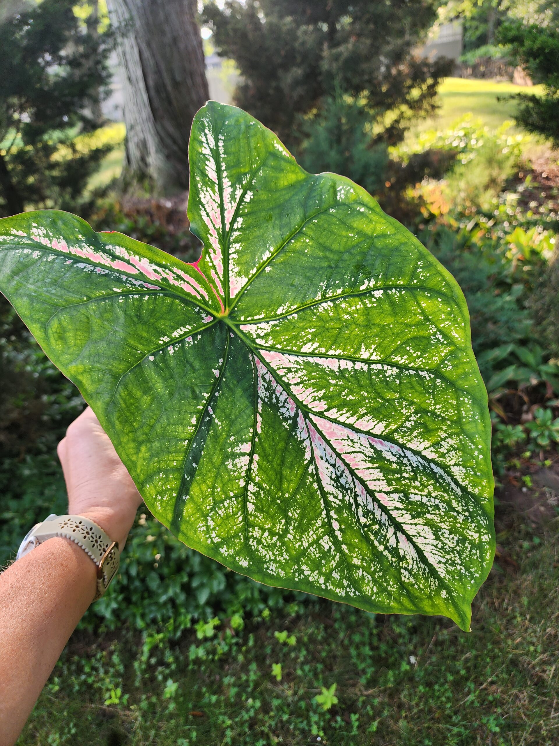 Caladium (Large) - Megan's Flower Garden