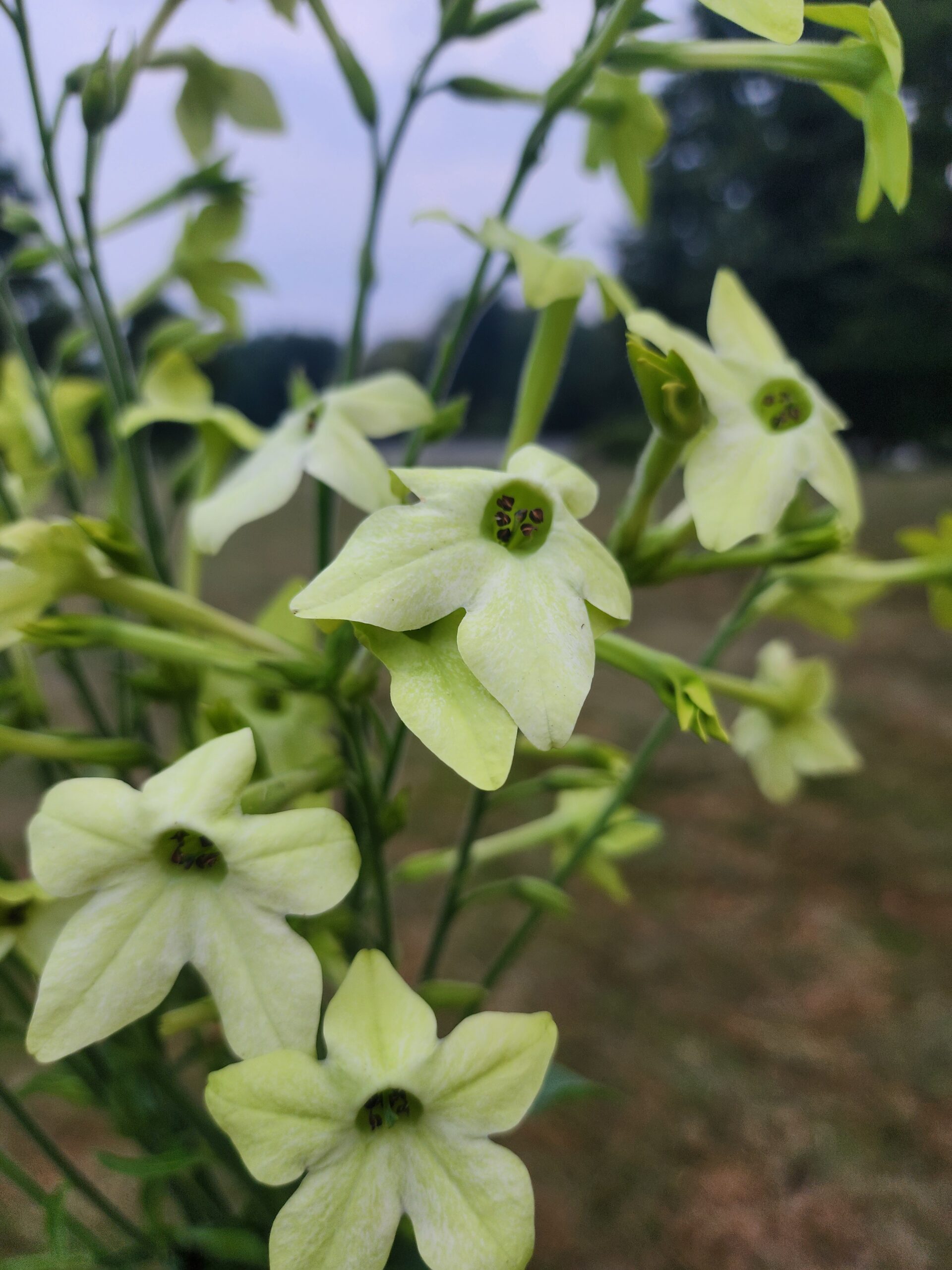 Nicotiana - Mojito - Megan's Flower Garden