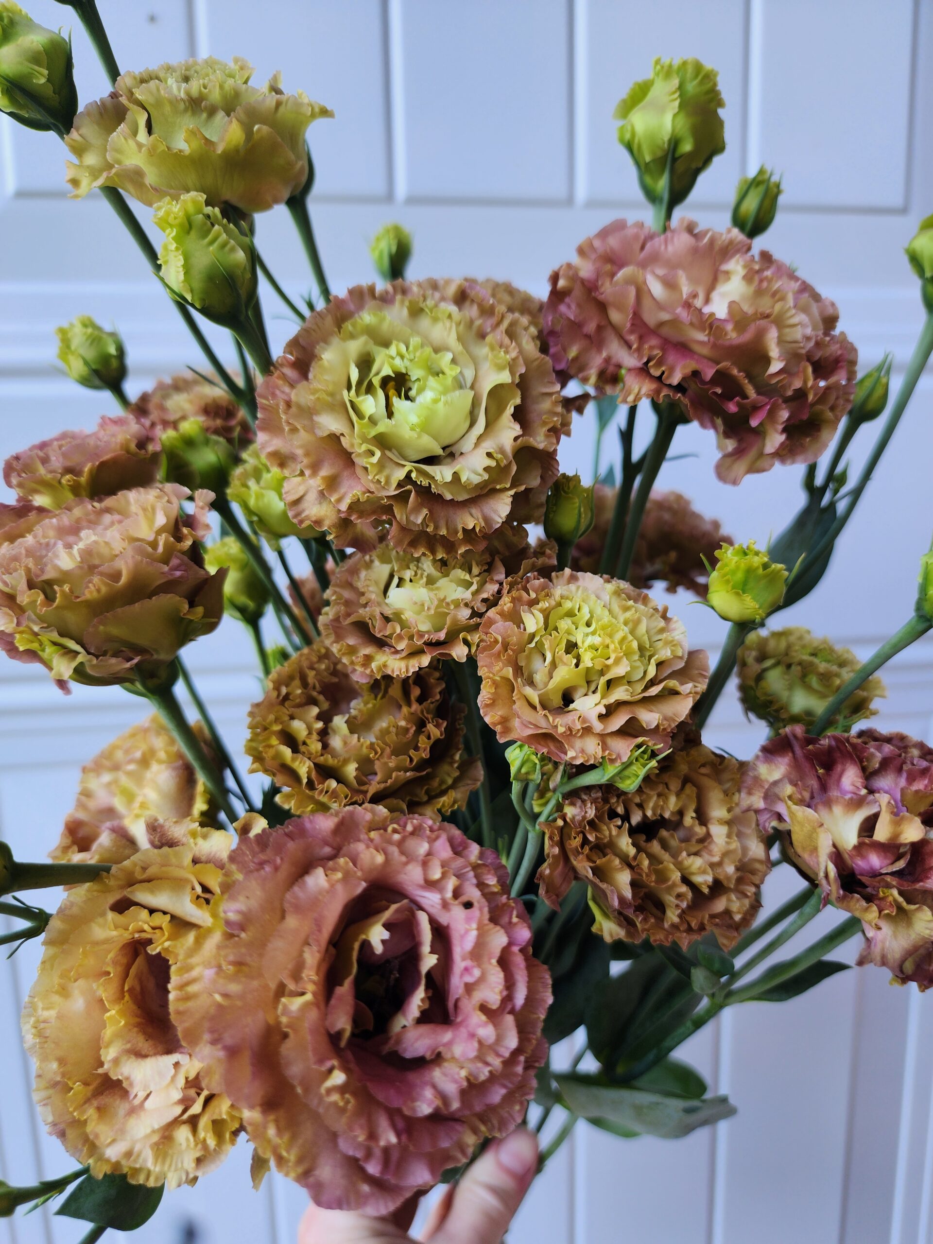 Lisianthus - Rosanne 2 Terracotta - Megan's Flower Garden