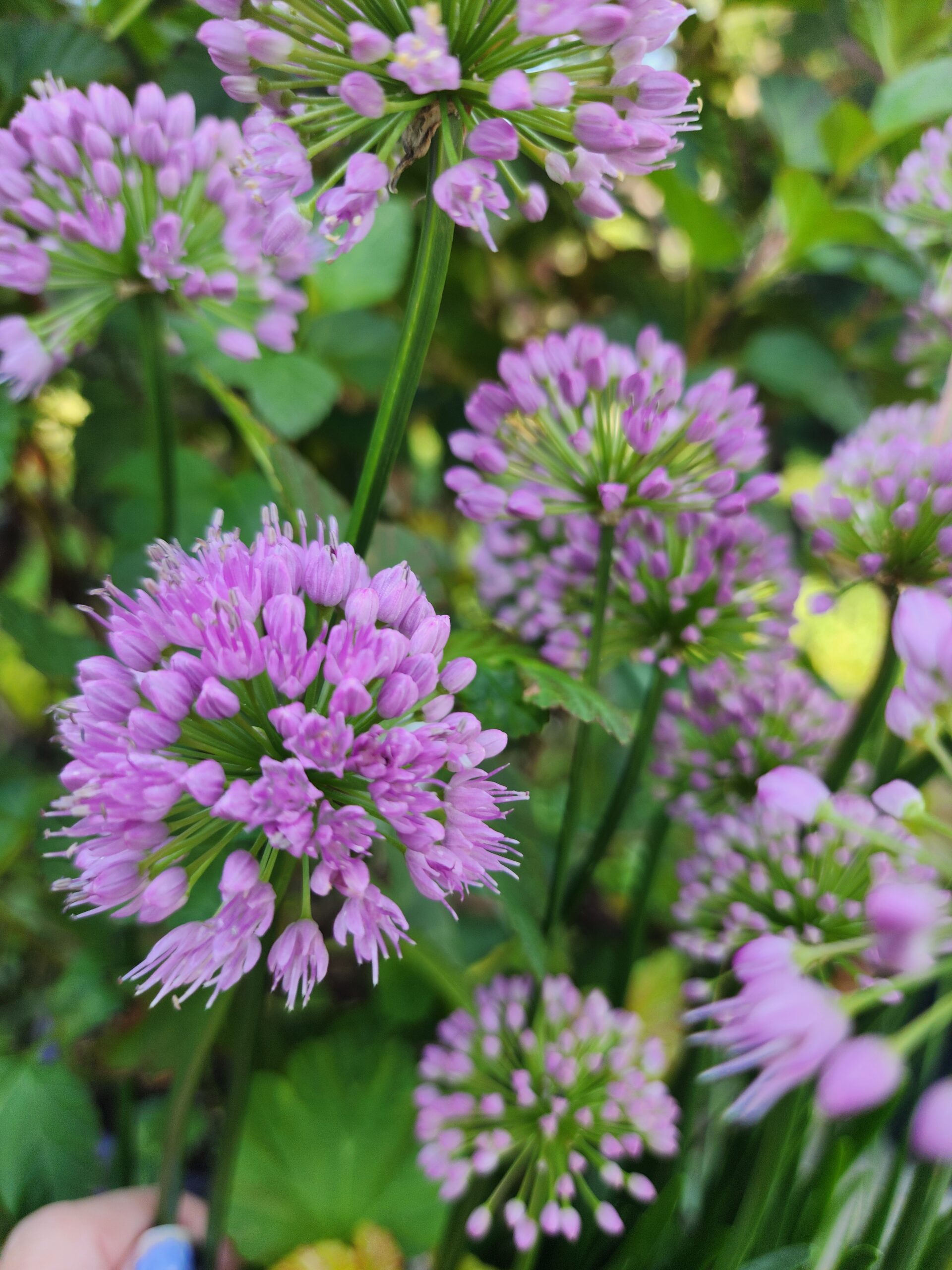 Allium - Millennium - Megan's Flower Garden
