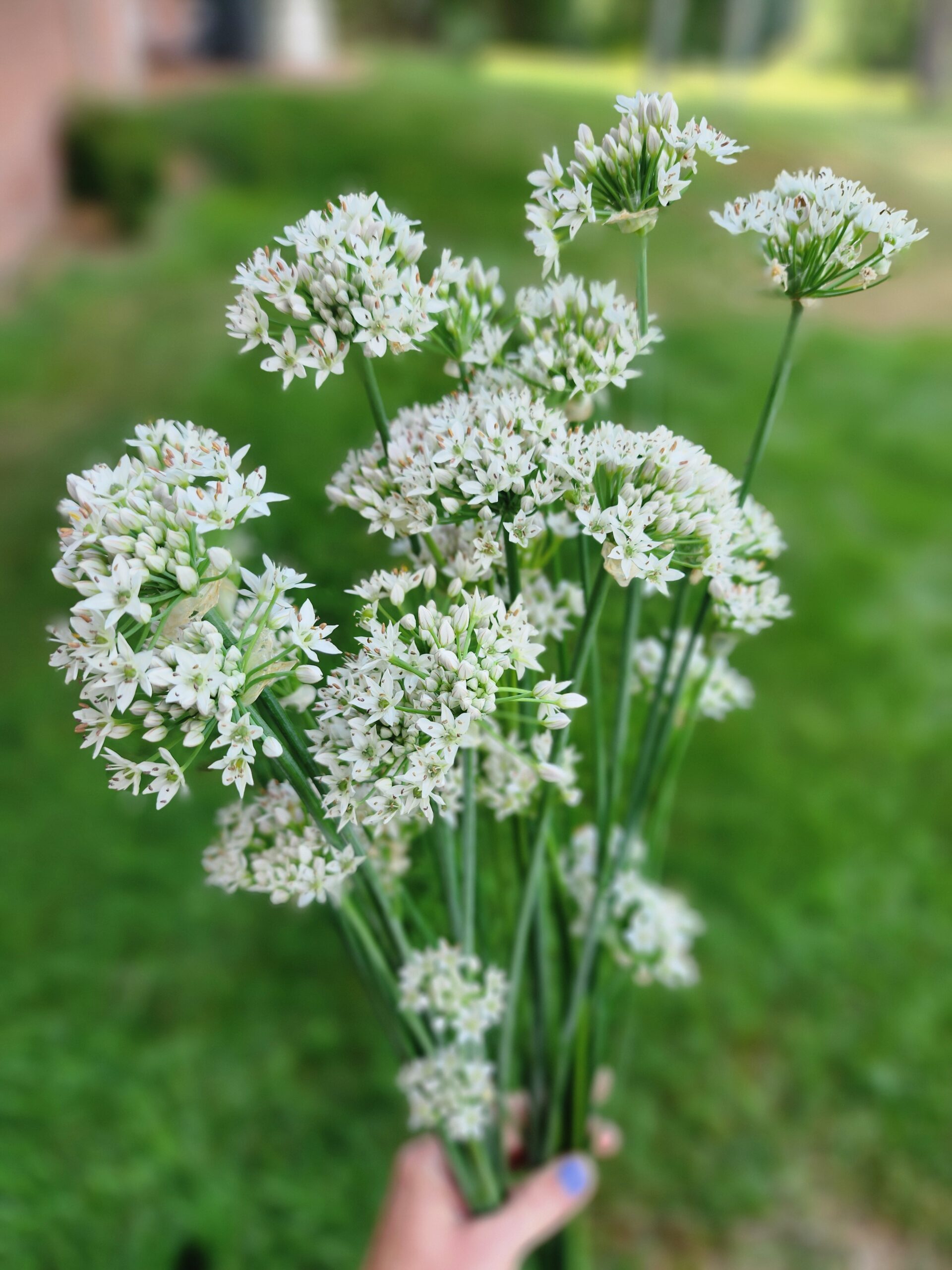 Allium Tuberosum - Megan's Flower Garden