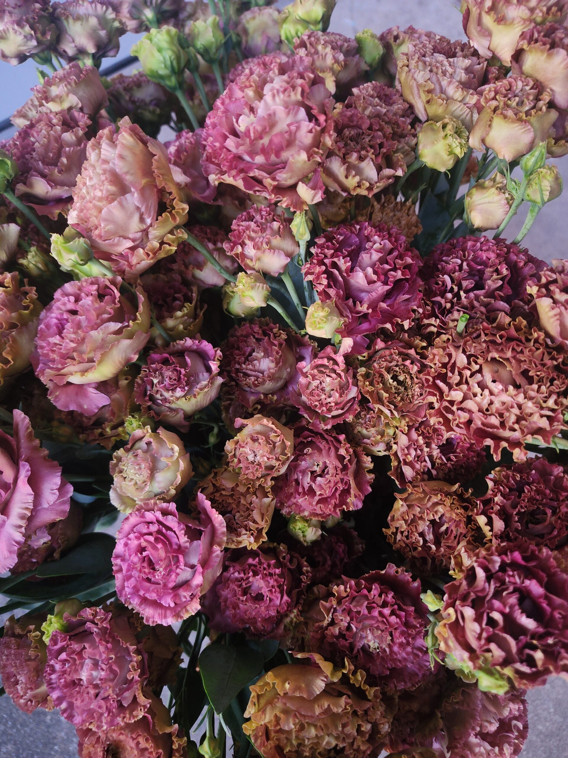 Lisianthus - Rosanne 2 Terracotta - Megan's Flower Garden