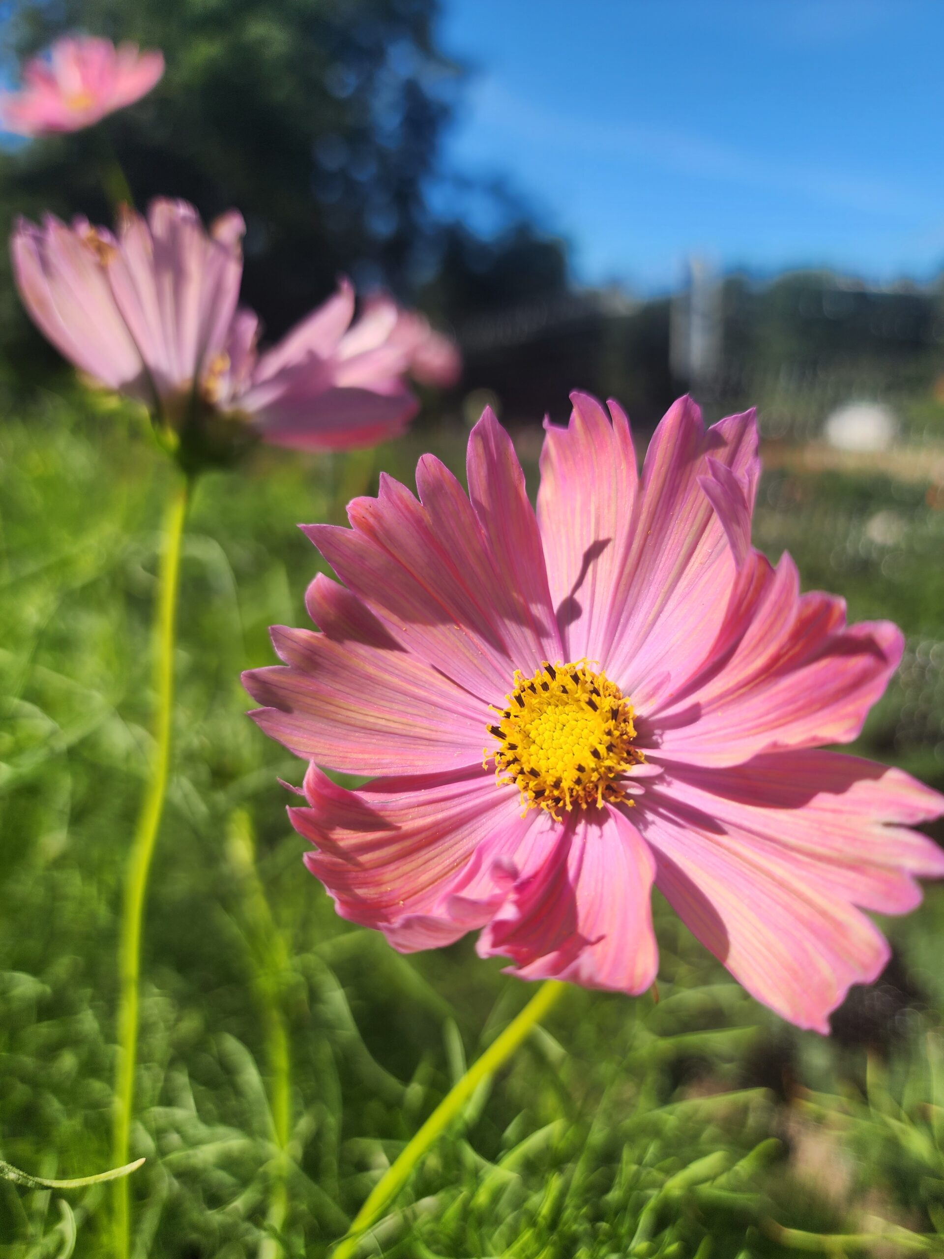 Cosmos - Apricotta - Megan's Flower Garden