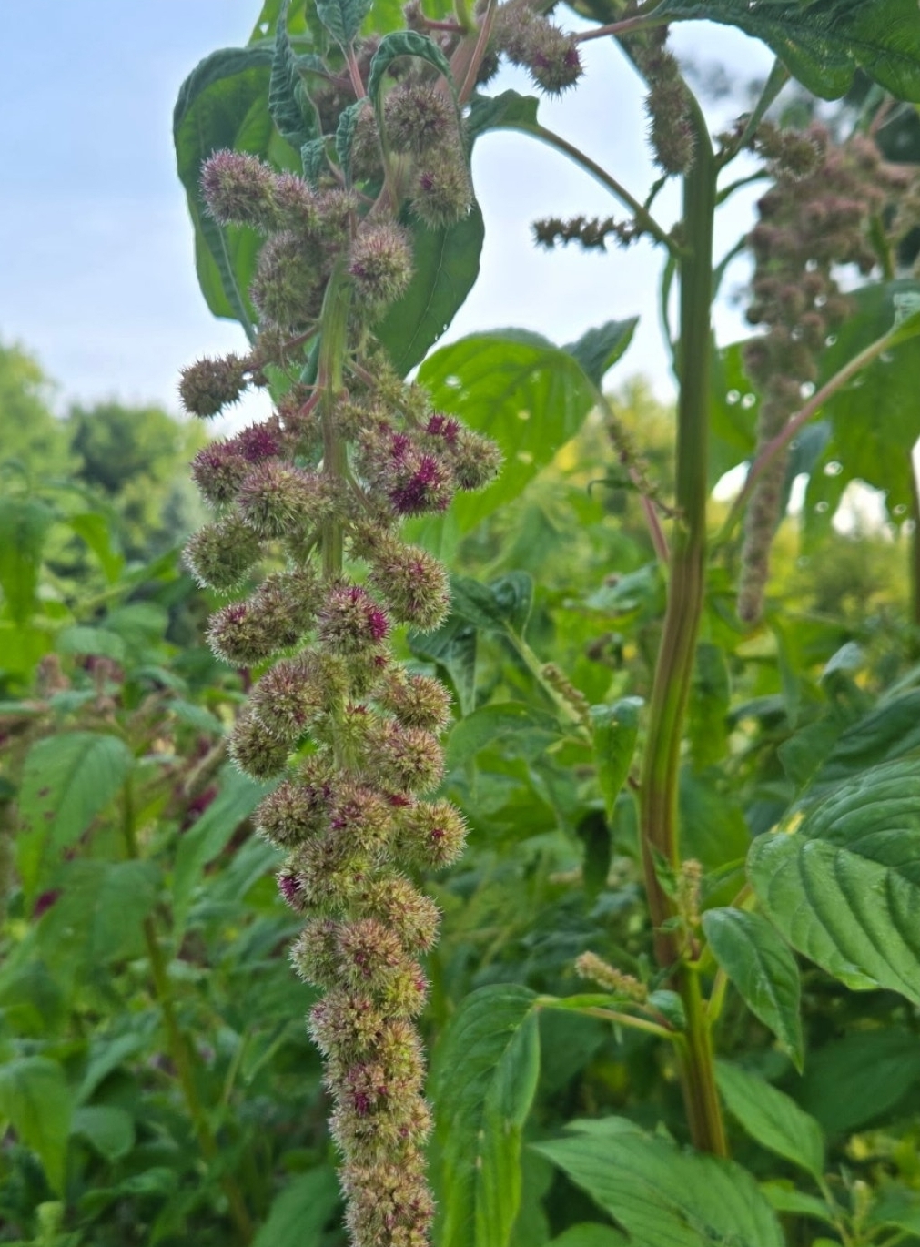 Amaranthus - Mira - Megan's Flower Garden